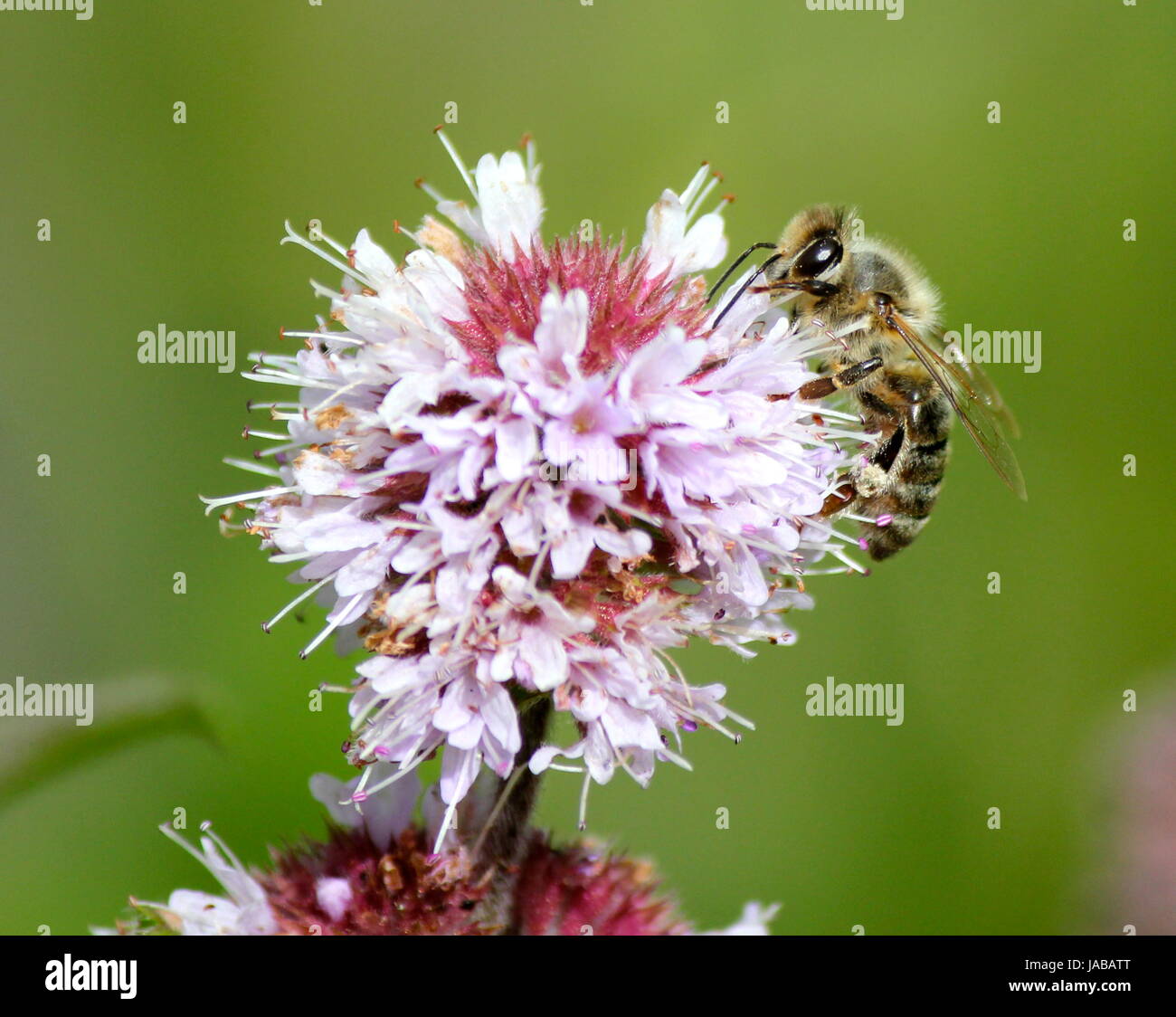 Honey Bee on flower Stock Photo - Alamy