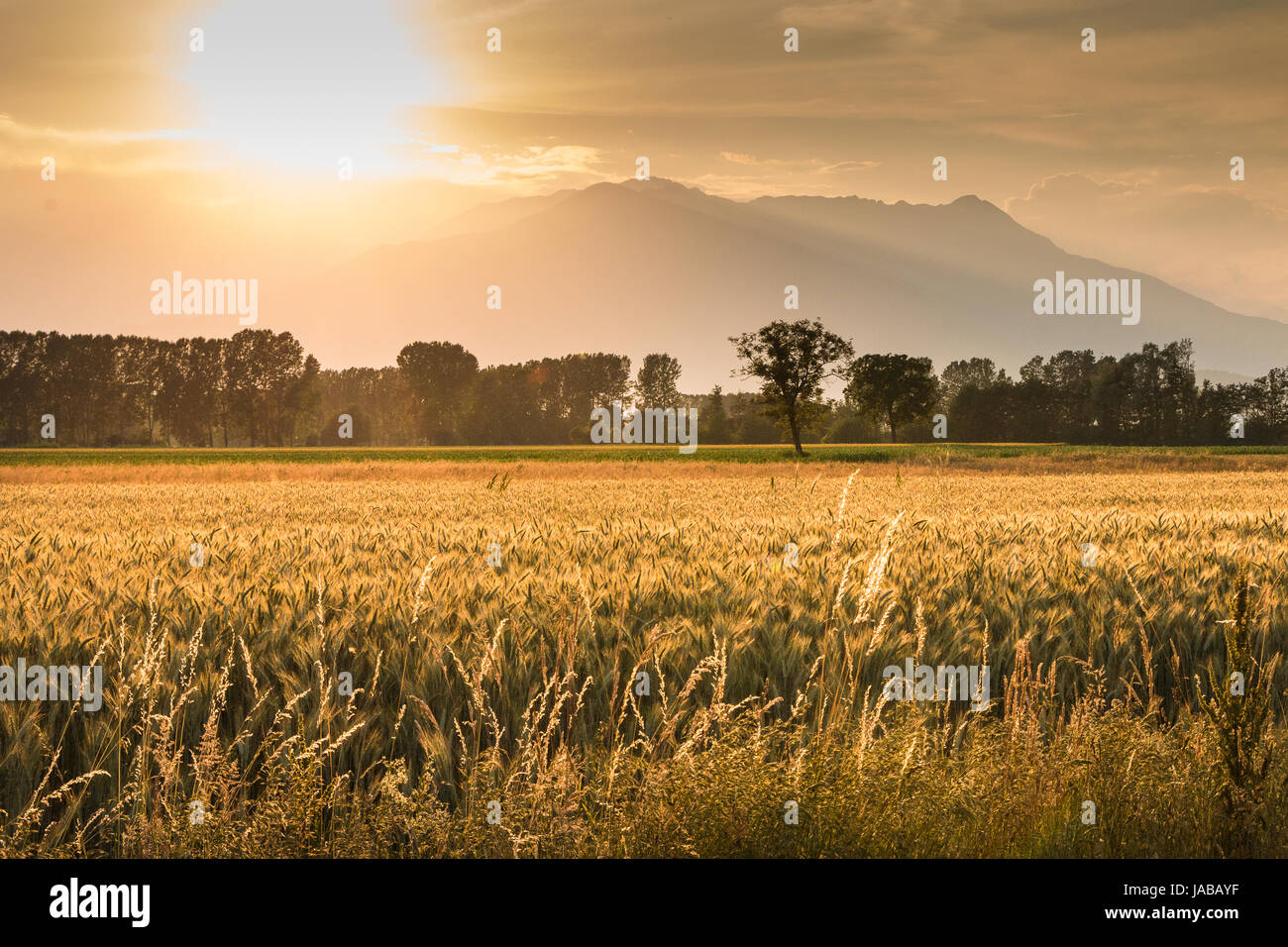 The sun sets over wheat fields in Italy Italian countryside at sunset ...