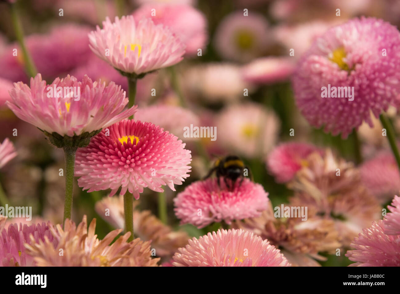 pink daisy - bee pollinates in background Stock Photo - Alamy