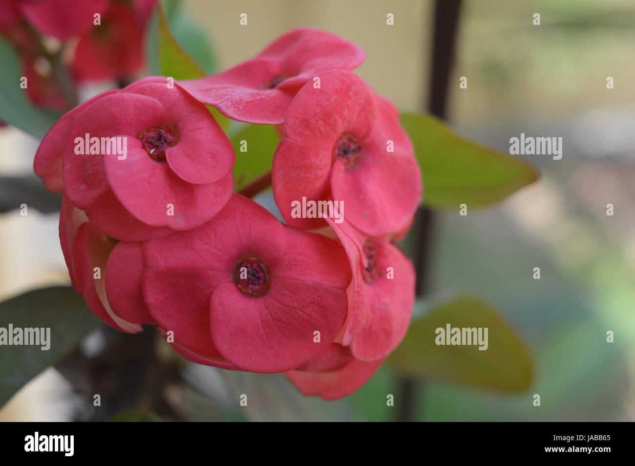 Beautiful pink thorn flower hi-res stock photography and images - Alamy