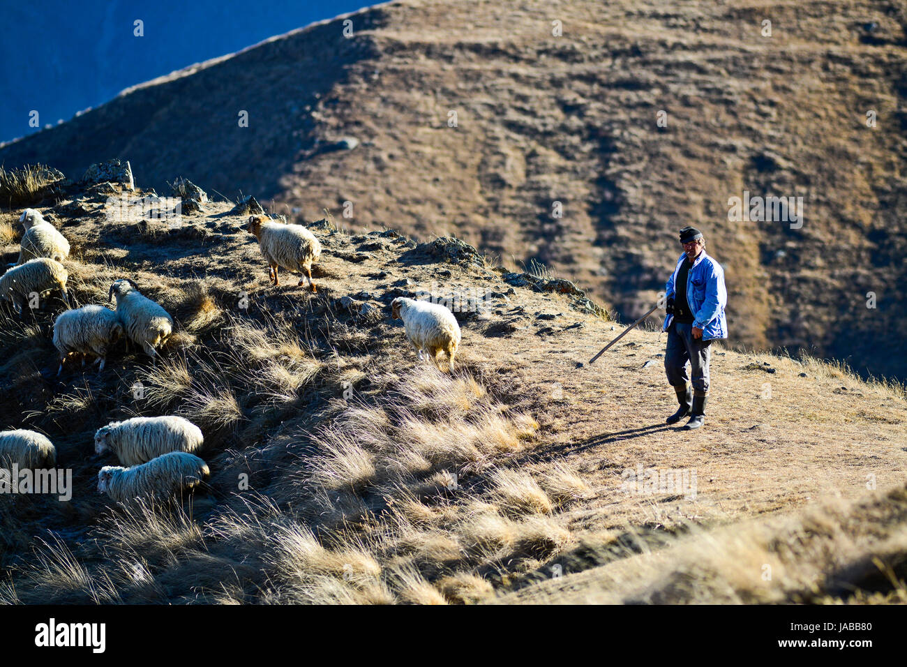 Shepard farmer hi-res stock photography and images - Alamy