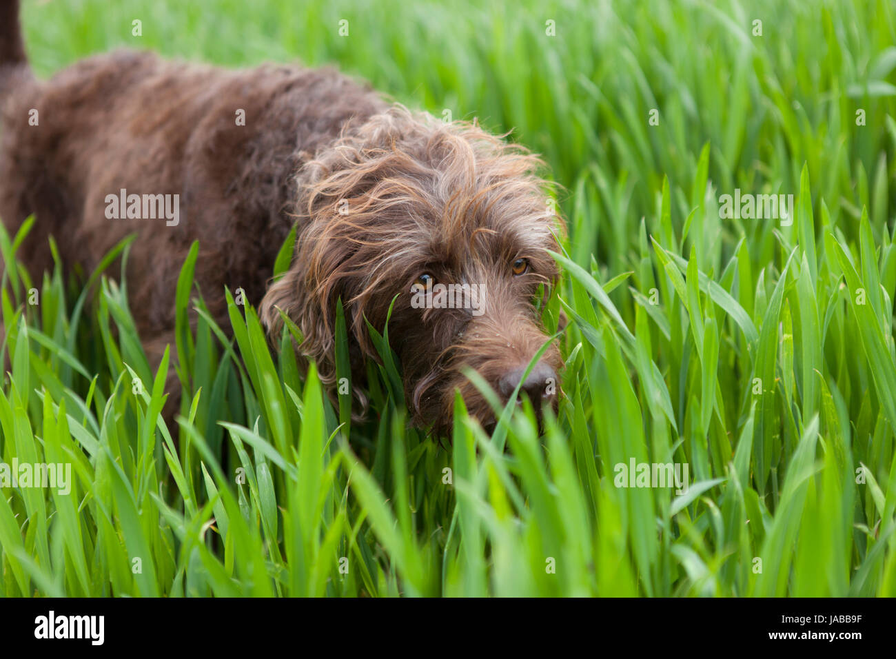 Labradoodle in lush green field Stock Photo - Alamy