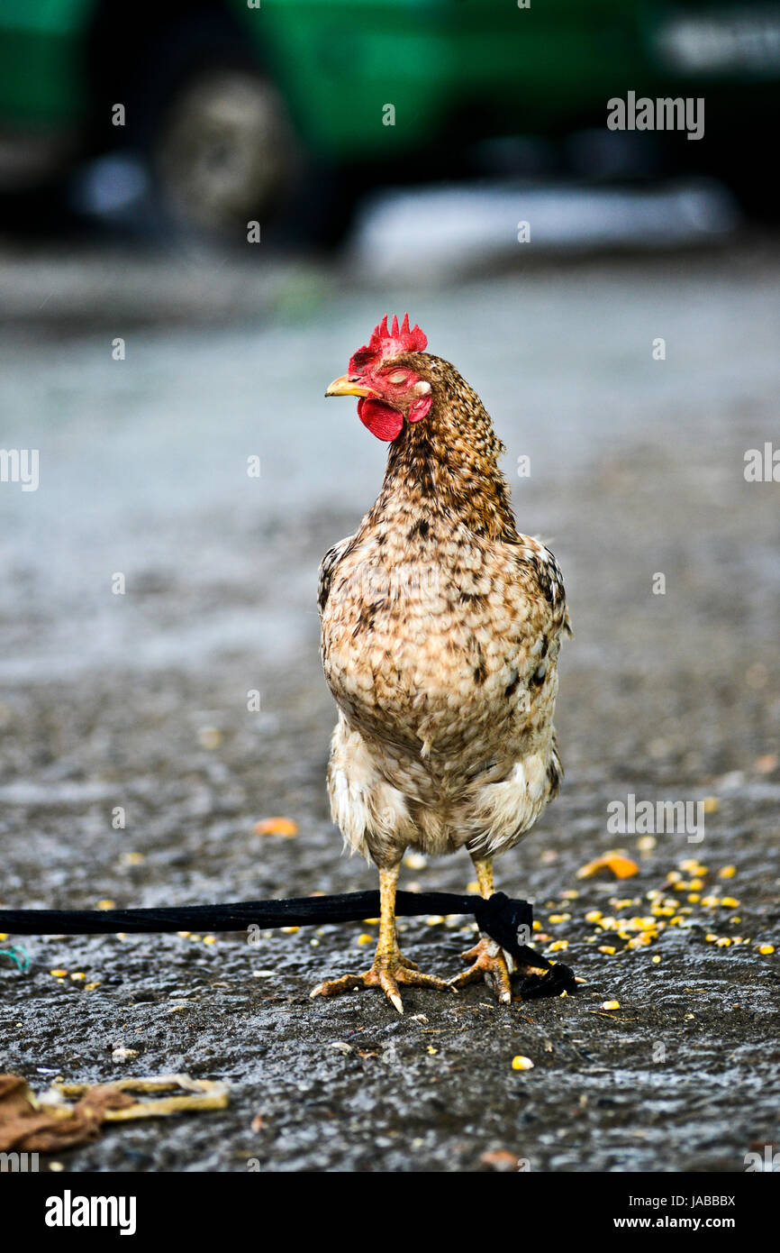Poultry farming georgia hi-res stock photography and images - Alamy
