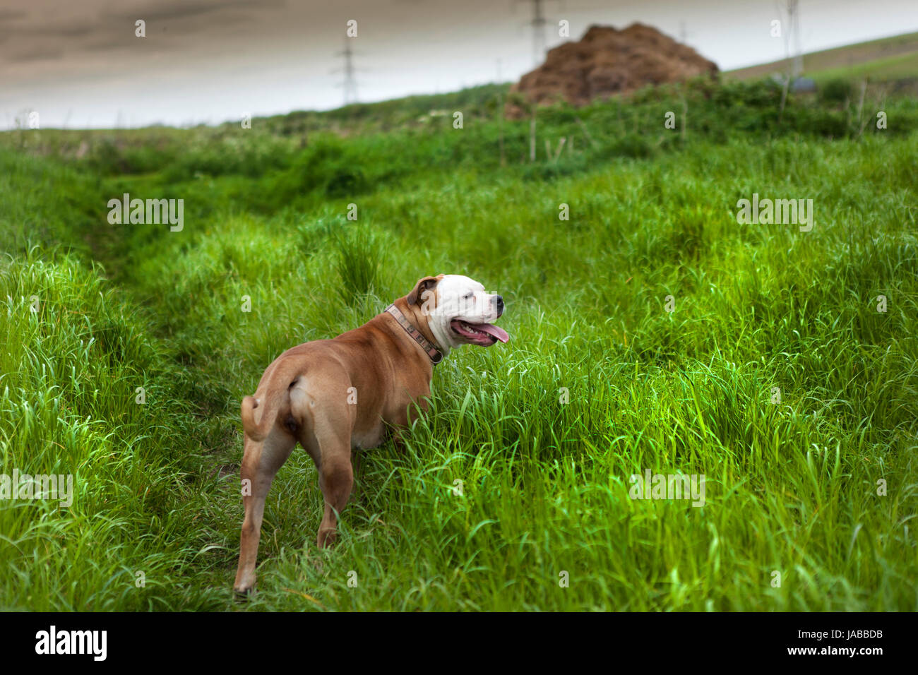 Dogs in fields and streams Stock Photo - Alamy