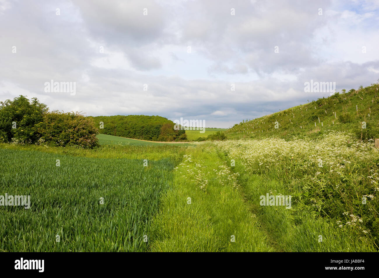 a grassy footpath near a wheat crop and young tree plantation with a ...