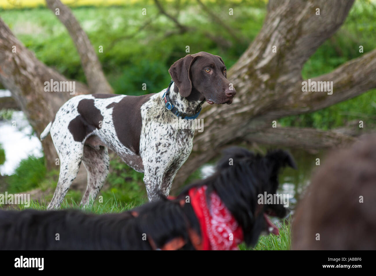 German short haired pointer playing in a stream Stock Photo - Alamy