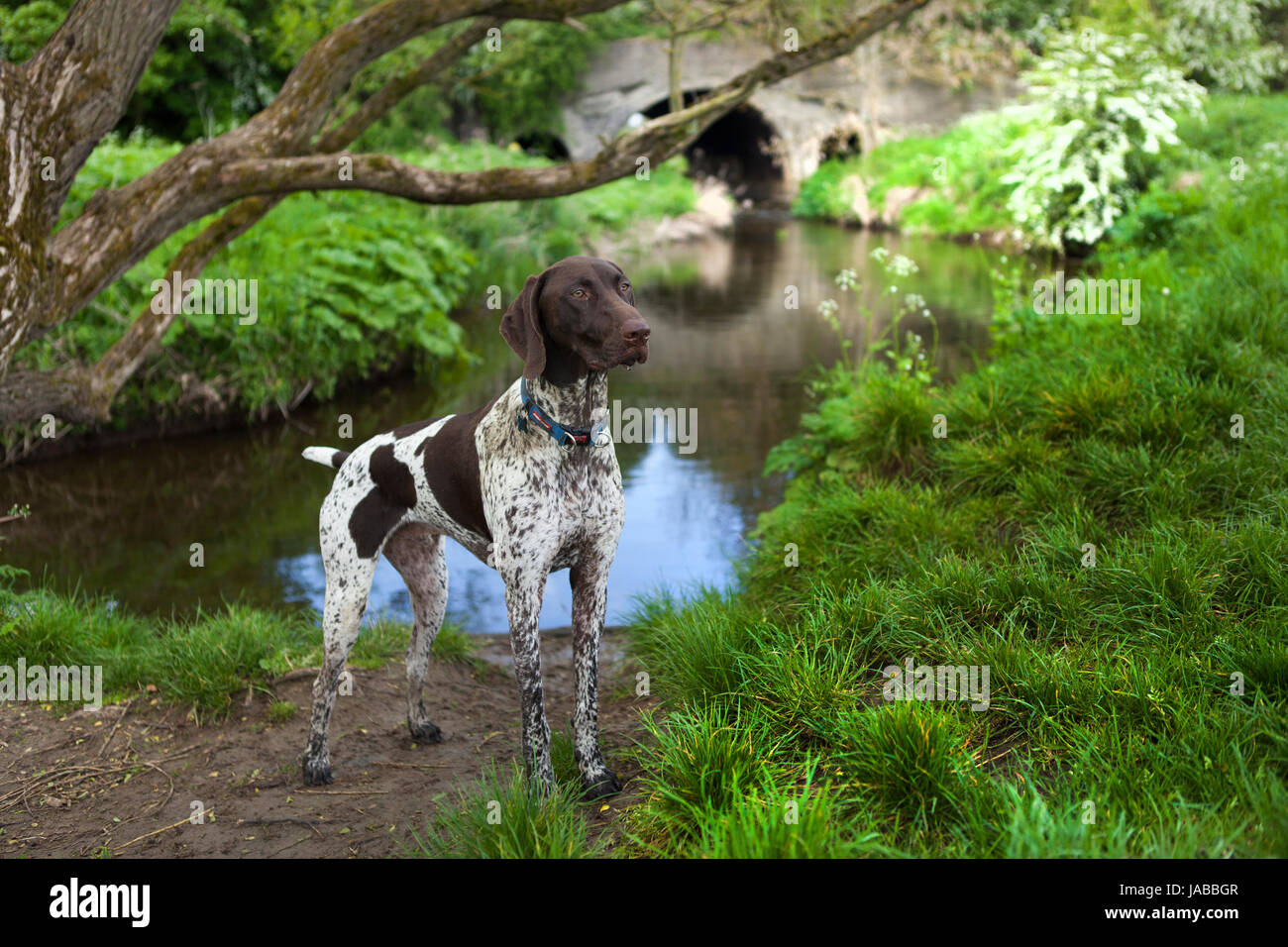 German short haired pointer playing in a stream Stock Photo - Alamy
