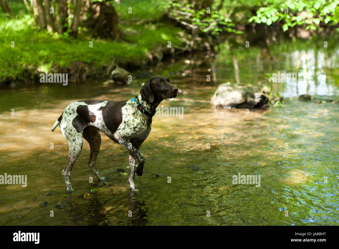 Playing in a stream hi-res stock photography and images - Alamy