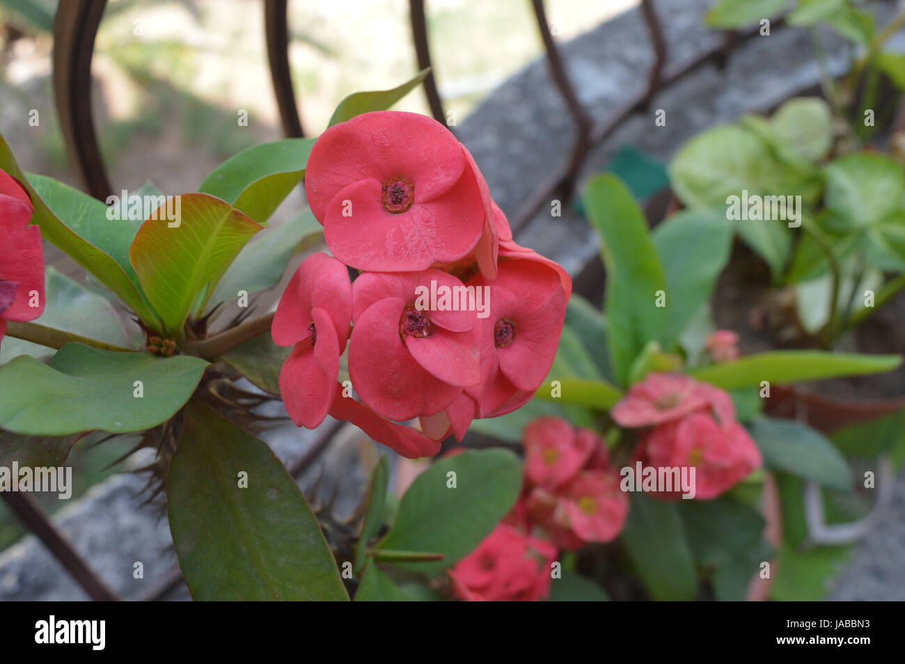 Beautiful pink thorn flower hi-res stock photography and images - Alamy