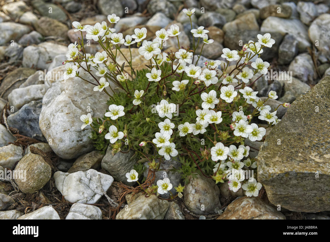 White flowers growing between the stones Stock Photo - Alamy