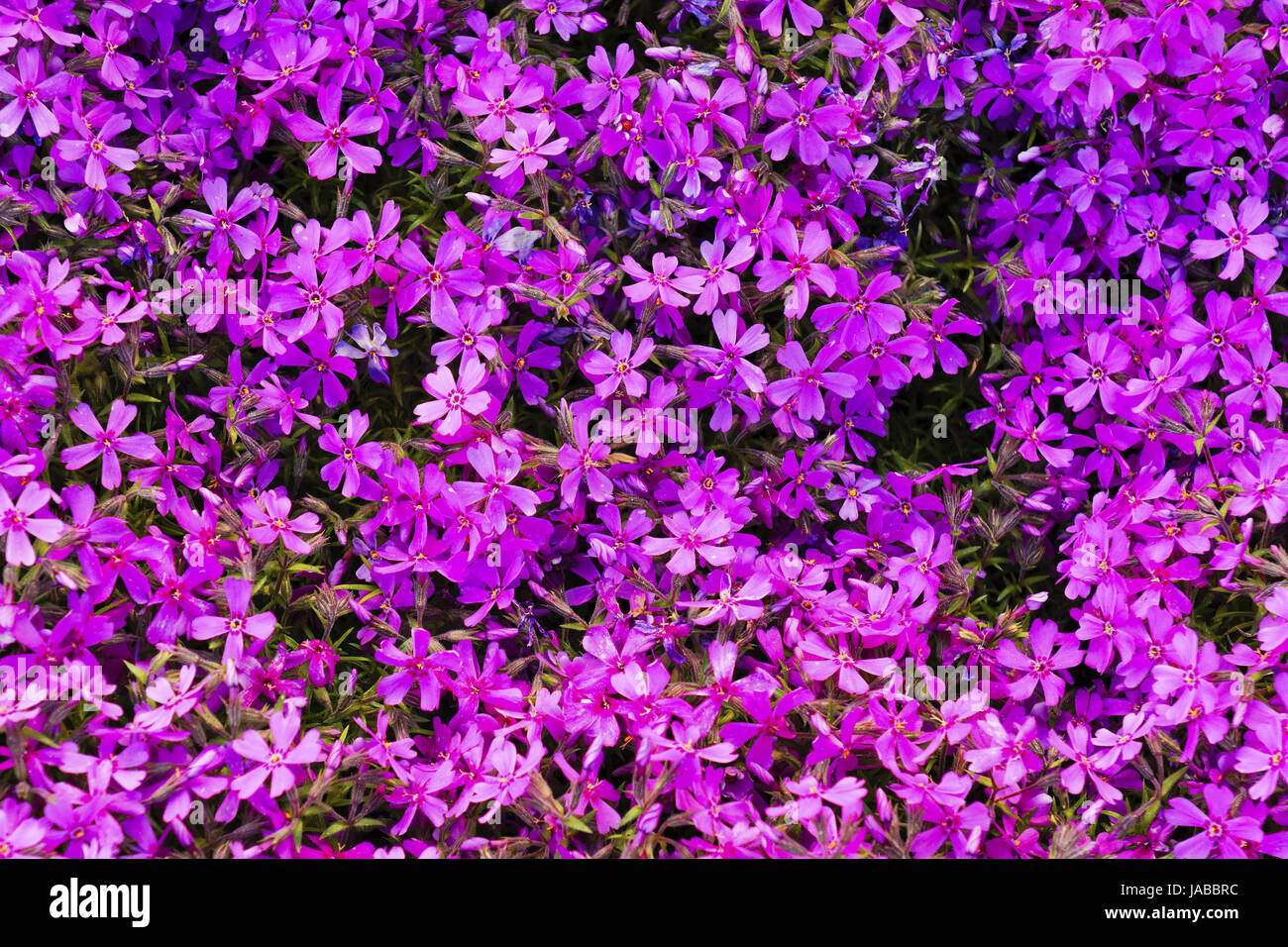 Violet flowers as a nice background Stock Photo - Alamy