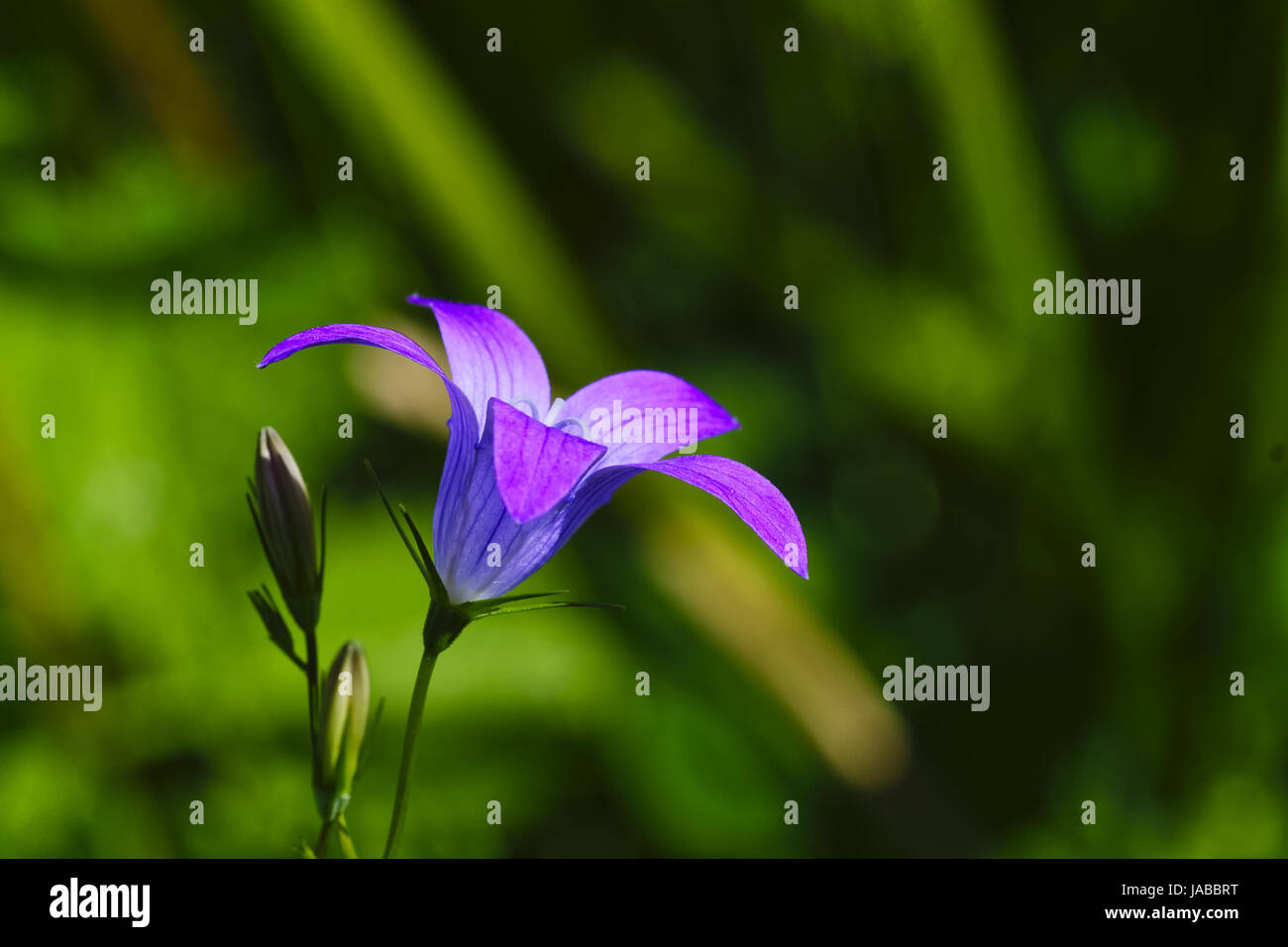 Violet bell flower with blurred background Stock Photo - Alamy