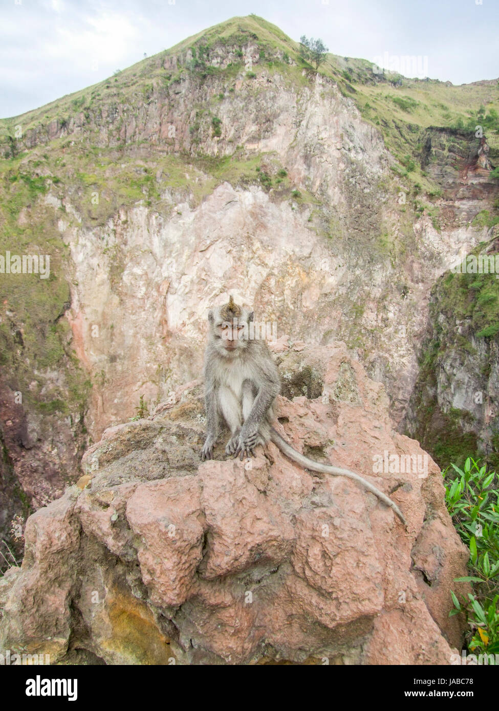 macaque monkey at a volcano named Mount Batur in Bali, Indonesia Stock ...
