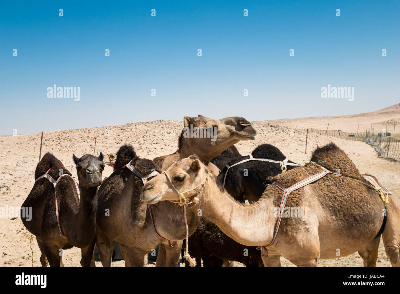 Camels on a desert in Dhofar Governorate, Oman Stock Photo - Alamy