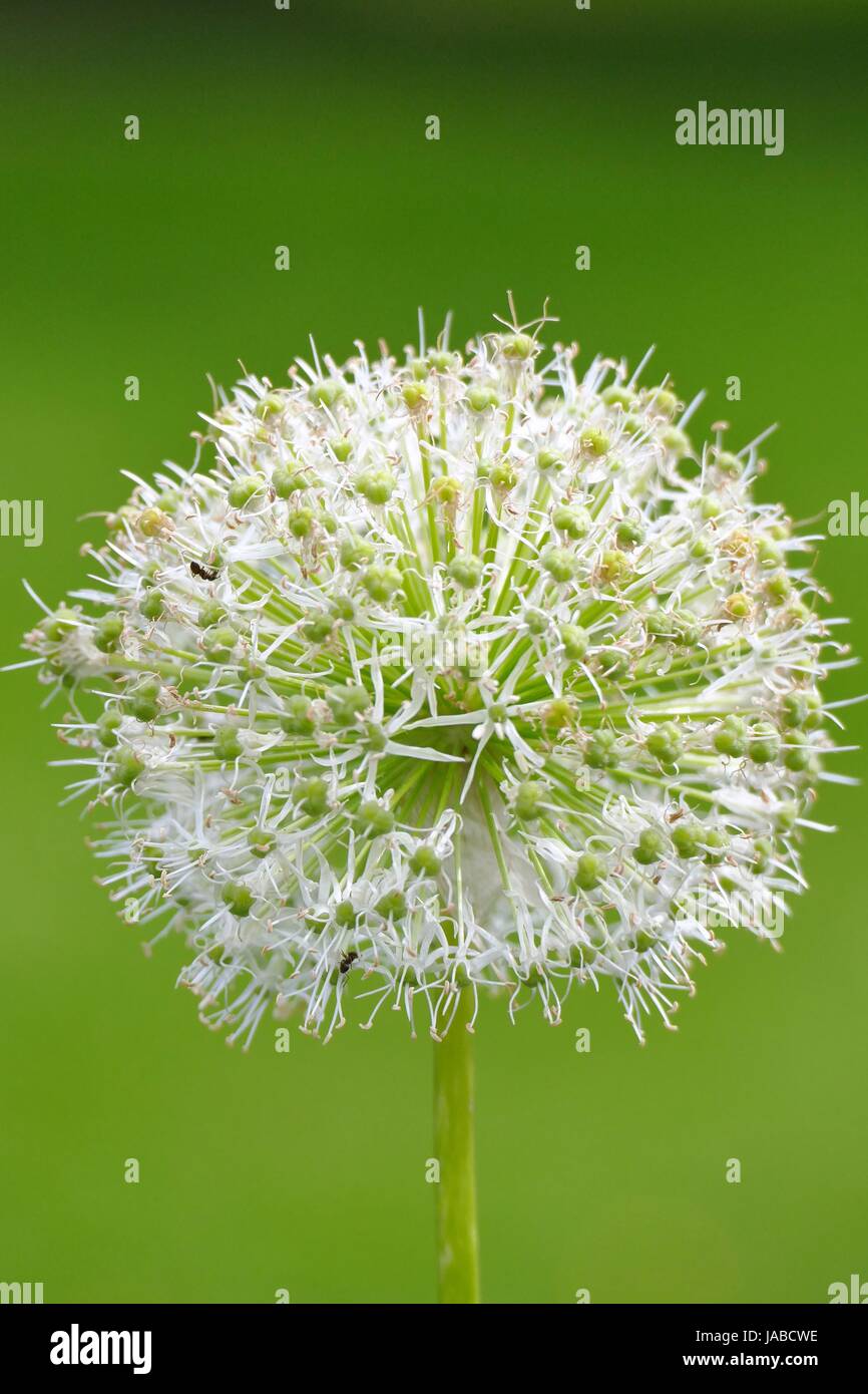 Single flower in garden on summers day. June 2017 Stock Photo - Alamy