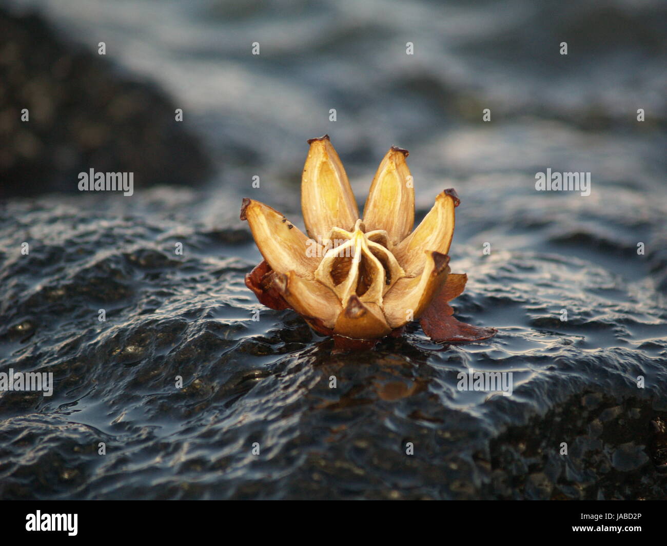 Seedpod hi-res stock photography and images - Alamy