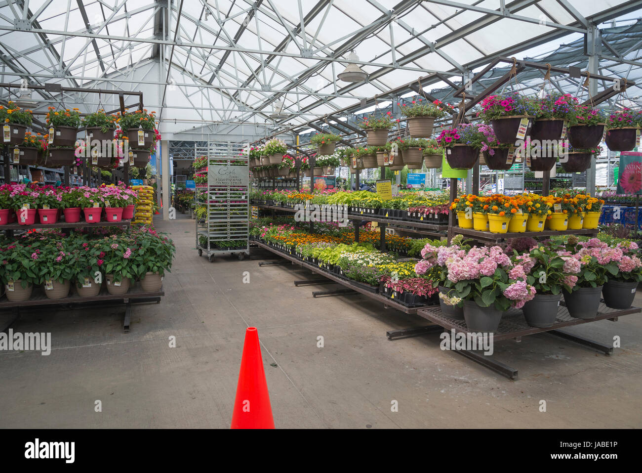 Spring Flowers in a garden store Stock Photo - Alamy