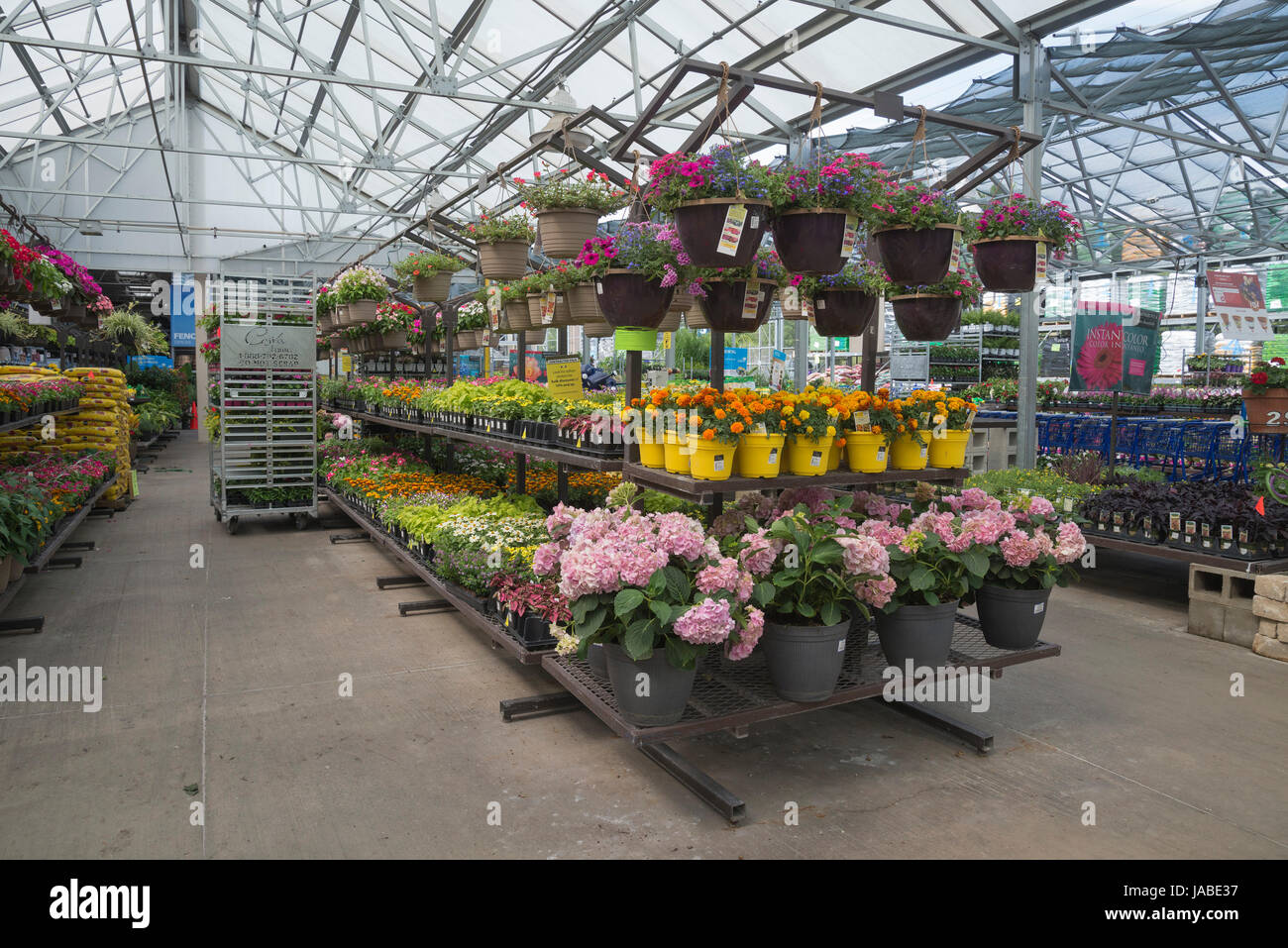 Spring Flowers in a garden store Stock Photo - Alamy