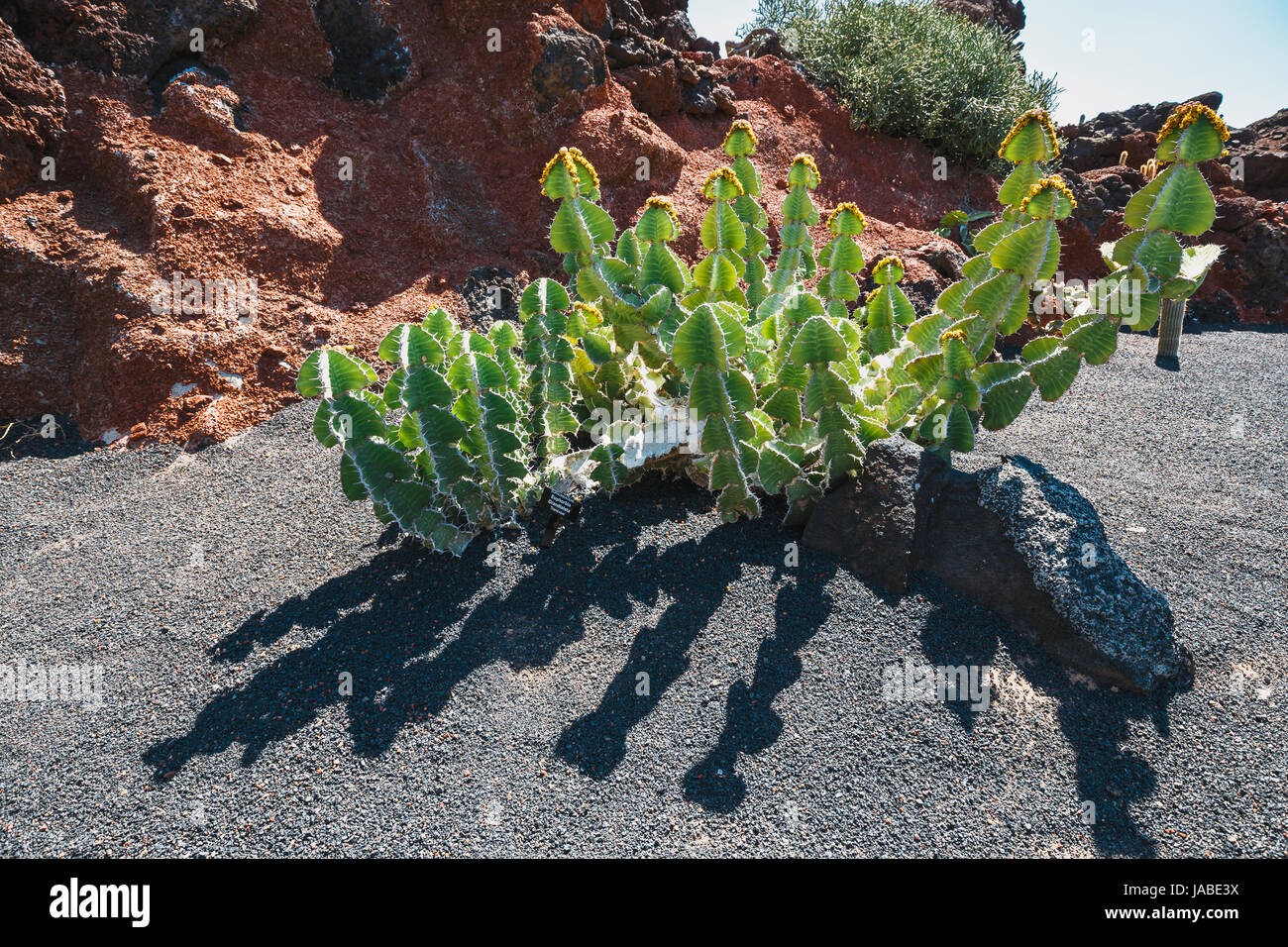 Beautiful cactus in the garden, close up Stock Photo - Alamy