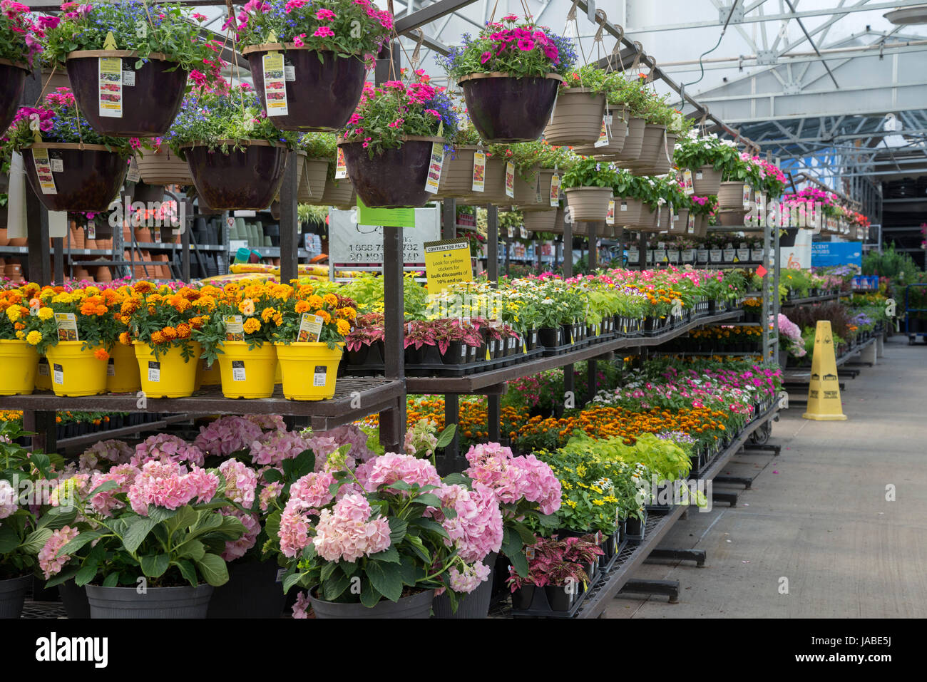 Spring Flowers in a garden store Stock Photo - Alamy