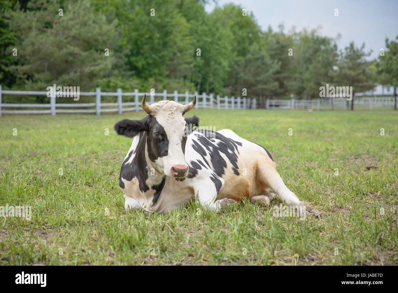 Spotted cow hi-res stock photography and images - Alamy