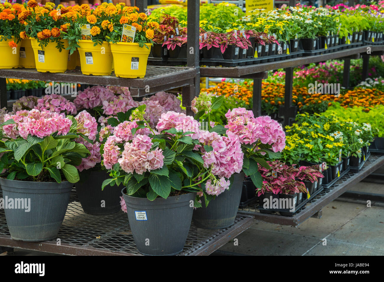 Spring Flowers in a garden store Stock Photo - Alamy