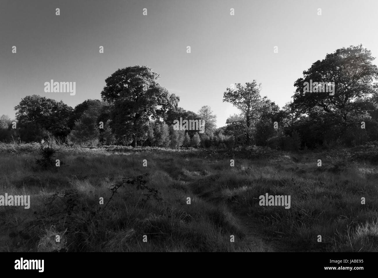 White woodland hi-res stock photography and images - Alamy