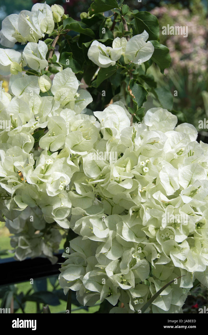 National flower of grenada hi-res stock photography and images - Alamy