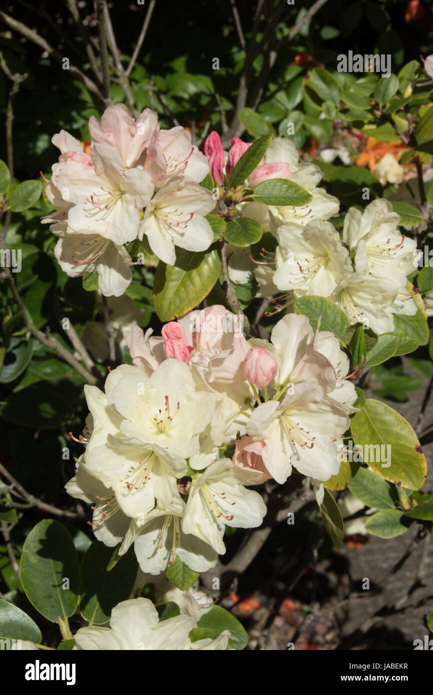 Rhododendron percy wiseman hi-res stock photography and images - Alamy