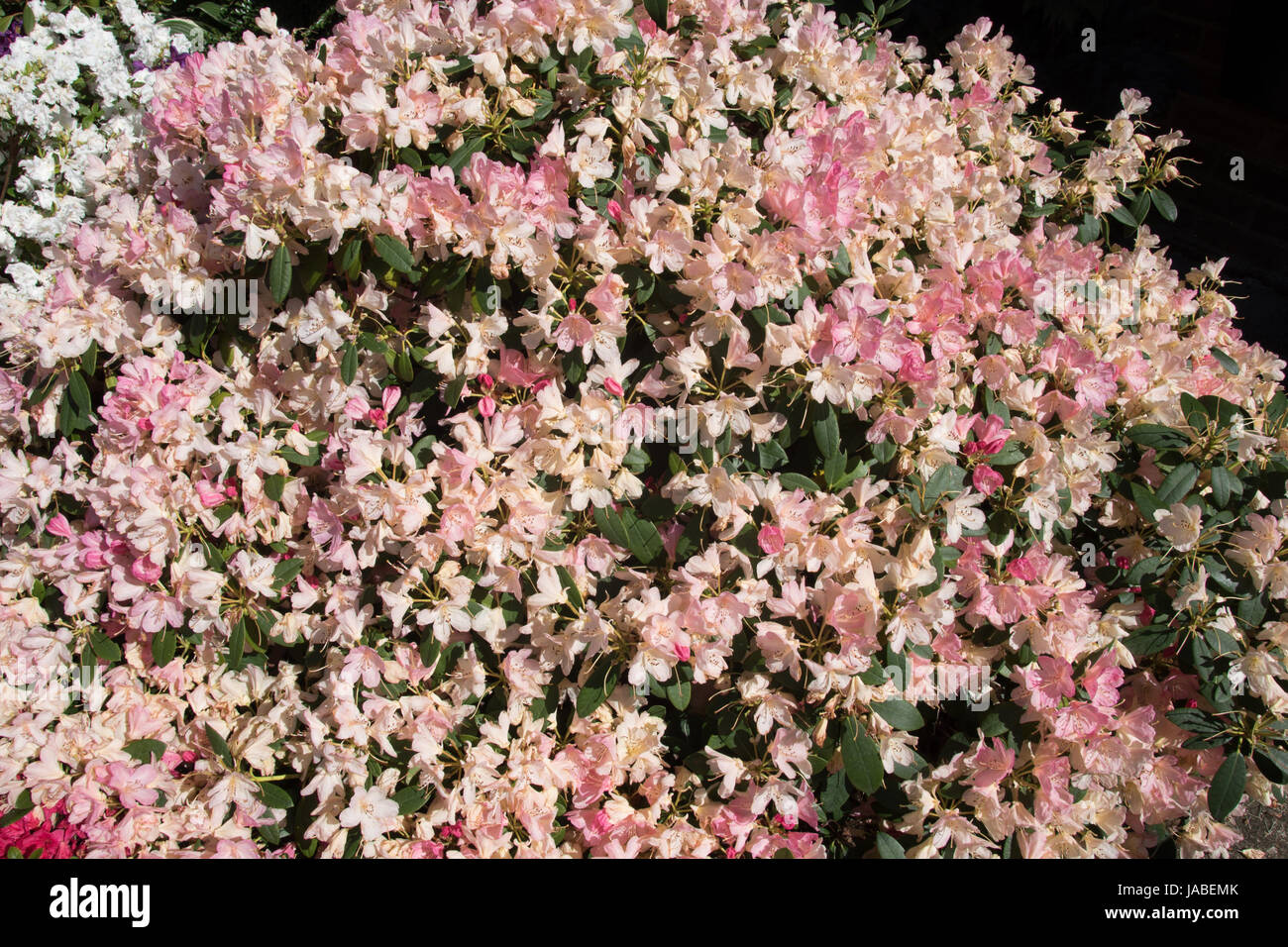 Rhododendron 'Percy Wiseman' Stock Photo - Alamy