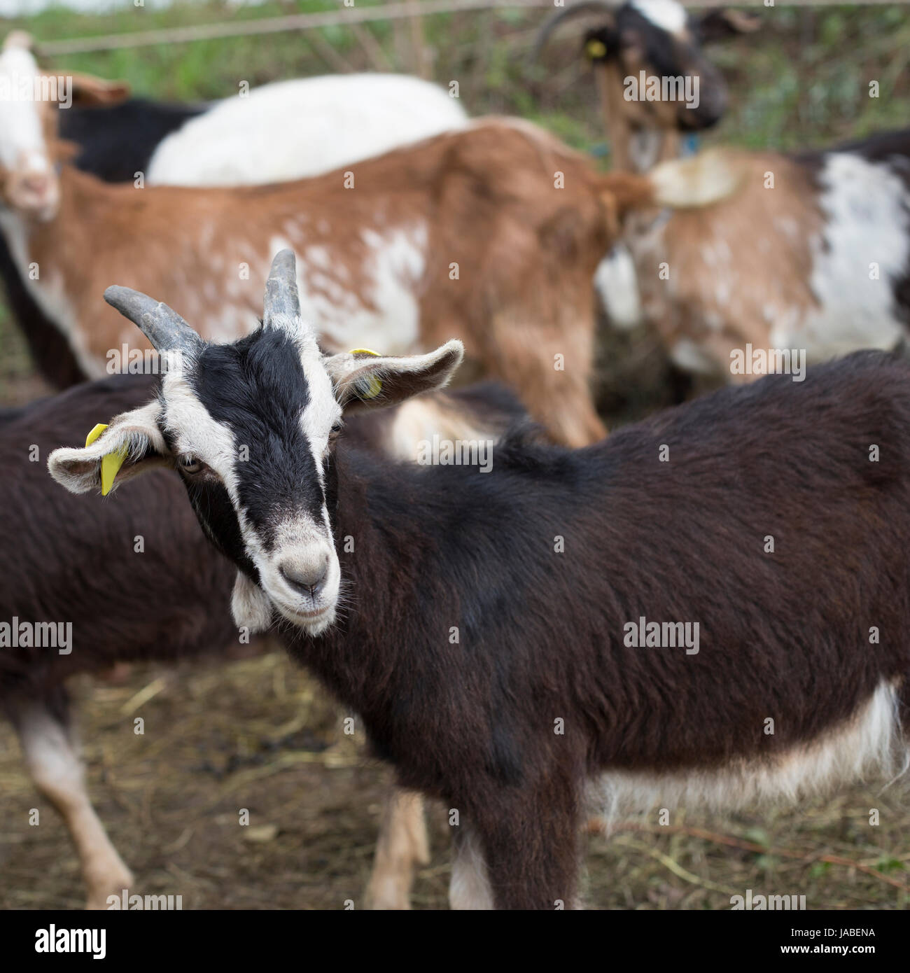 Jabena hi-res stock photography and images - Alamy