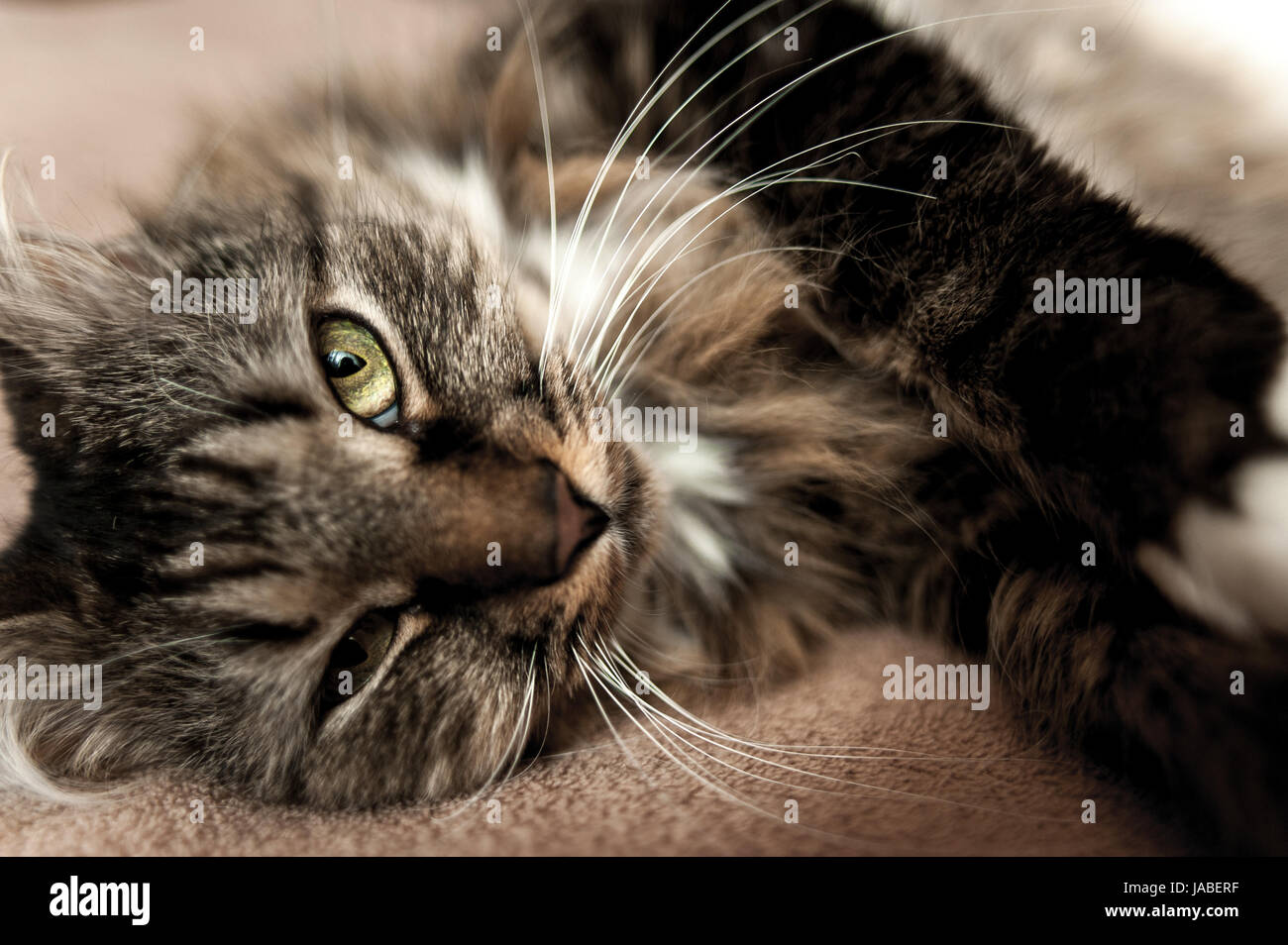 Gray kitten cat with stripped fur chest Stock Photo - Alamy