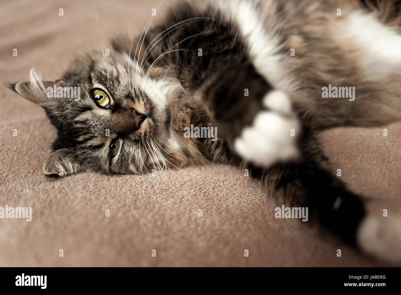 Gray kitten cat with stripped fur chest Stock Photo - Alamy