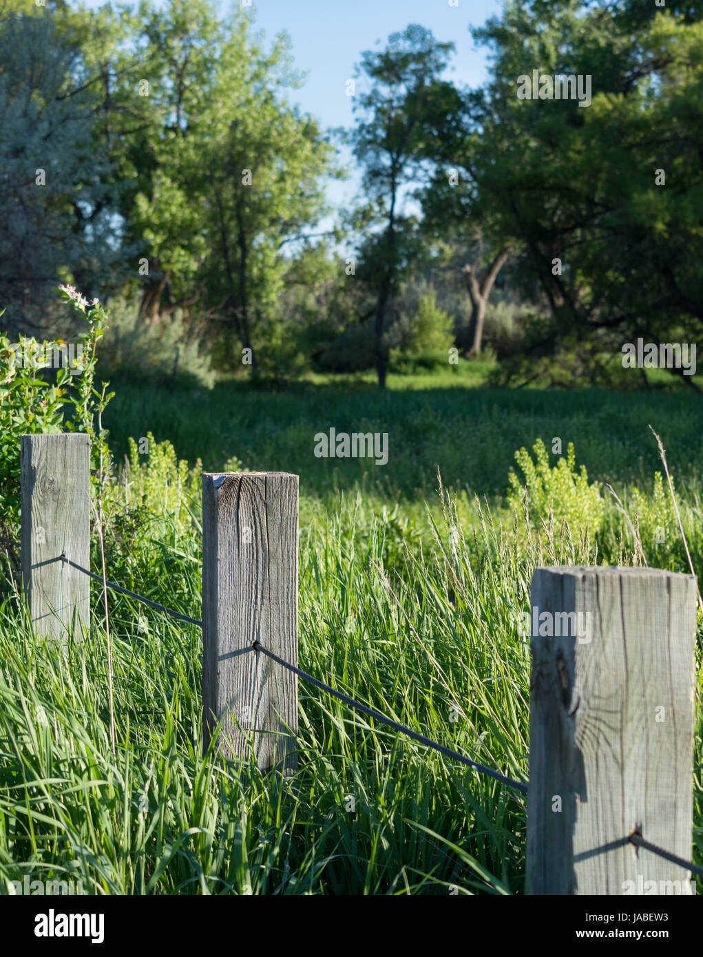 Close up of weathered wood fence posts through a green grassy meadow ...