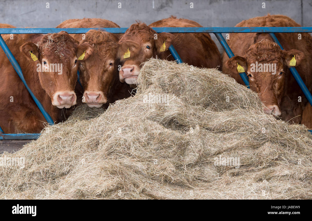 Cow from behind uk hi-res stock photography and images - Alamy