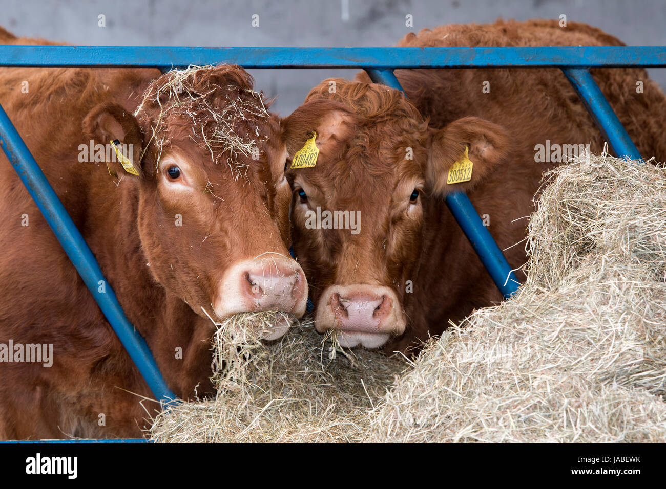 Cattle eating hay hi-res stock photography and images - Alamy