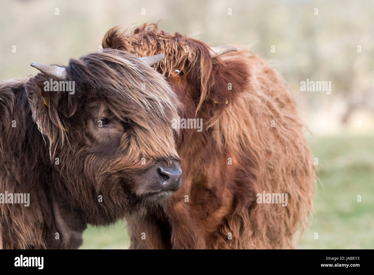 Young highland cattle hi-res stock photography and images - Alamy