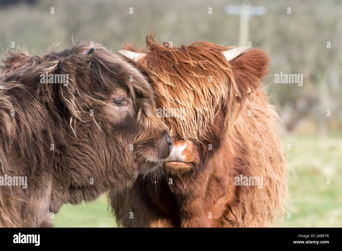 Young highland cattle hi-res stock photography and images - Alamy