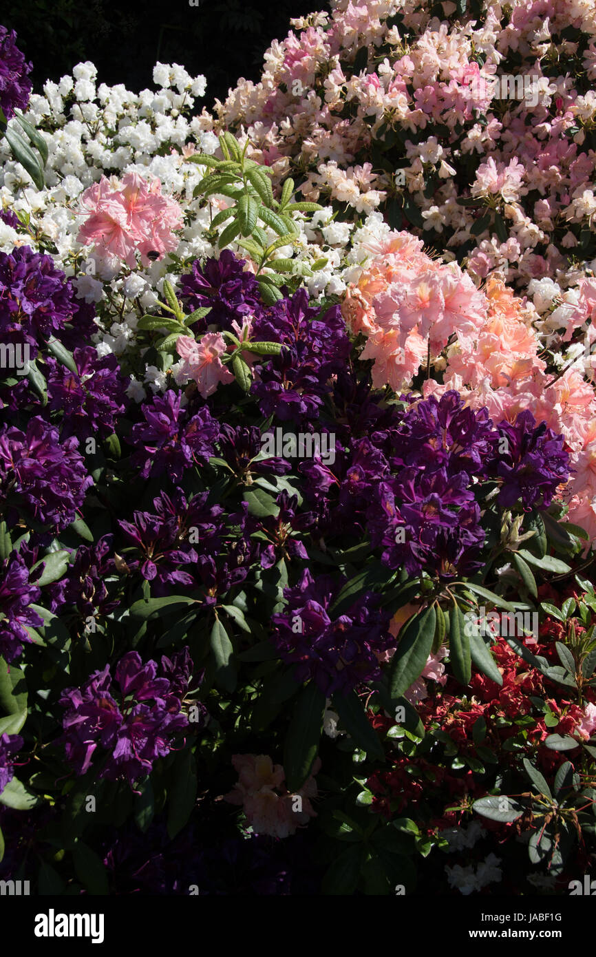 The deep purple flowers of Rhododendron 'Marcel Menard' with pink ...