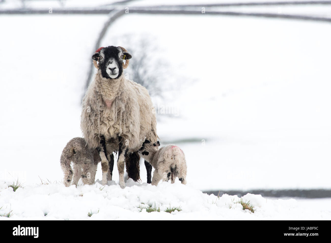 Swaledale ewes with mule lambs in snow Wensleydale Stock Photo - Alamy