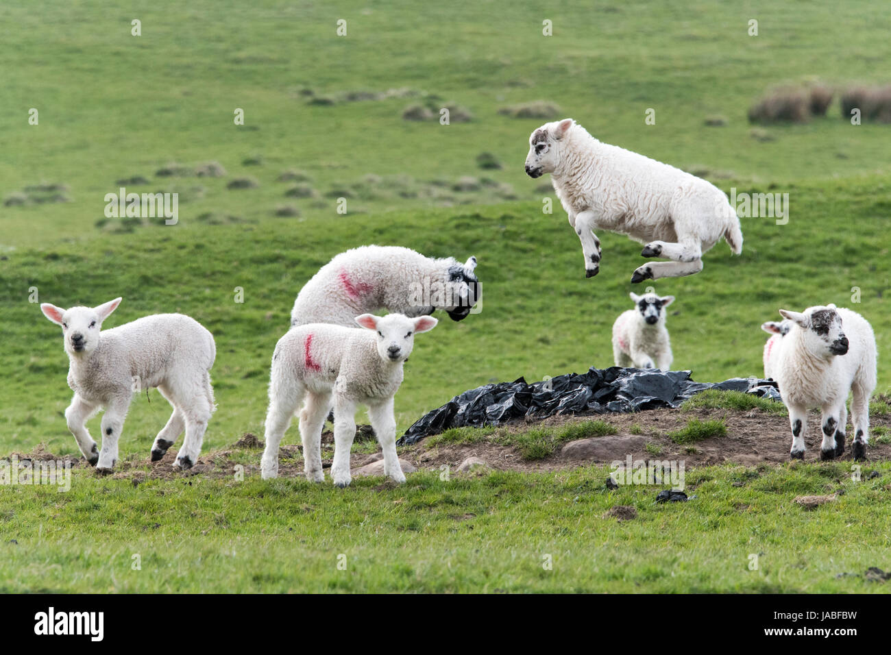 Young lambs playing in fields, spring, North Yorkshire, UK Stock Photo ...