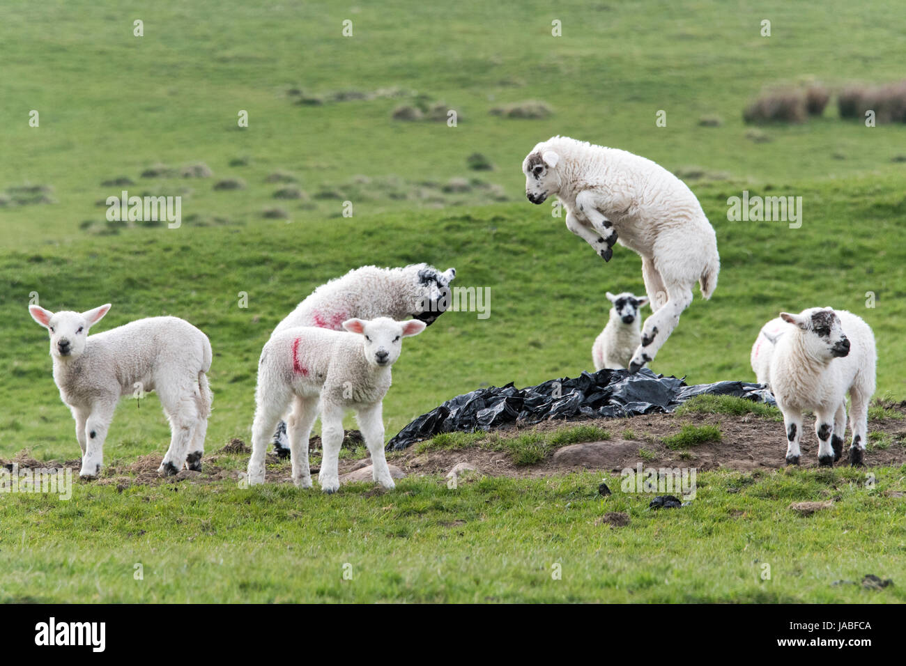 Lambs playing hi-res stock photography and images - Alamy