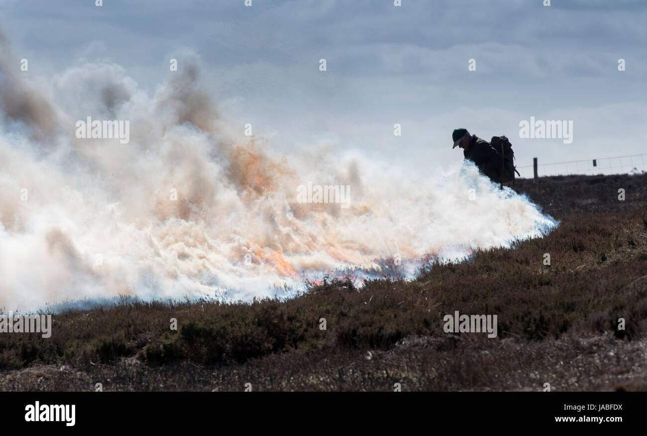 Heather burning on a Grouse Moor in the Yorkshire Dales, UK Stock Photo ...