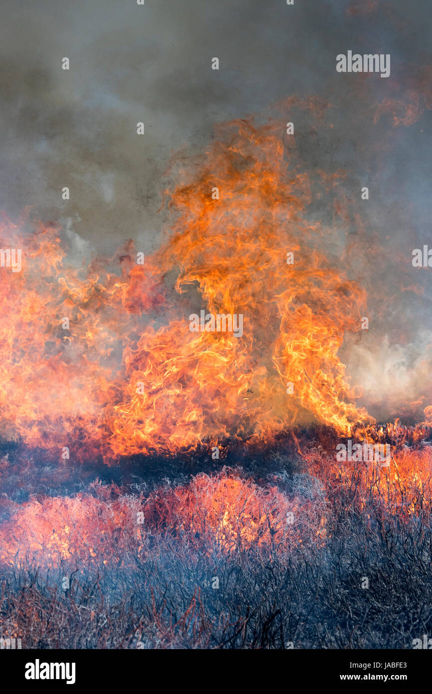 Controlled burning moorland hi-res stock photography and images - Alamy