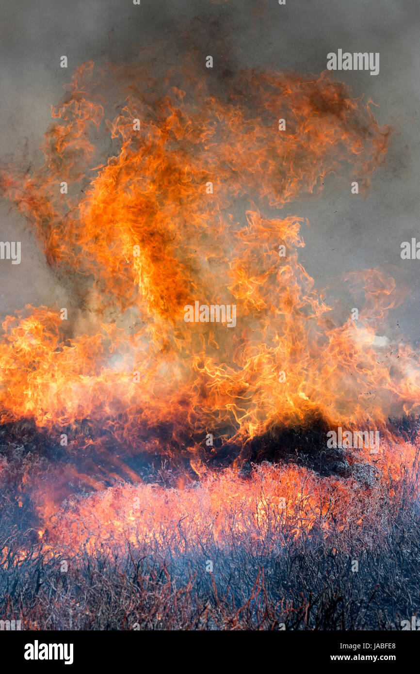 Heather burning on a Grouse Moor in the Yorkshire Dales, UK Stock Photo ...
