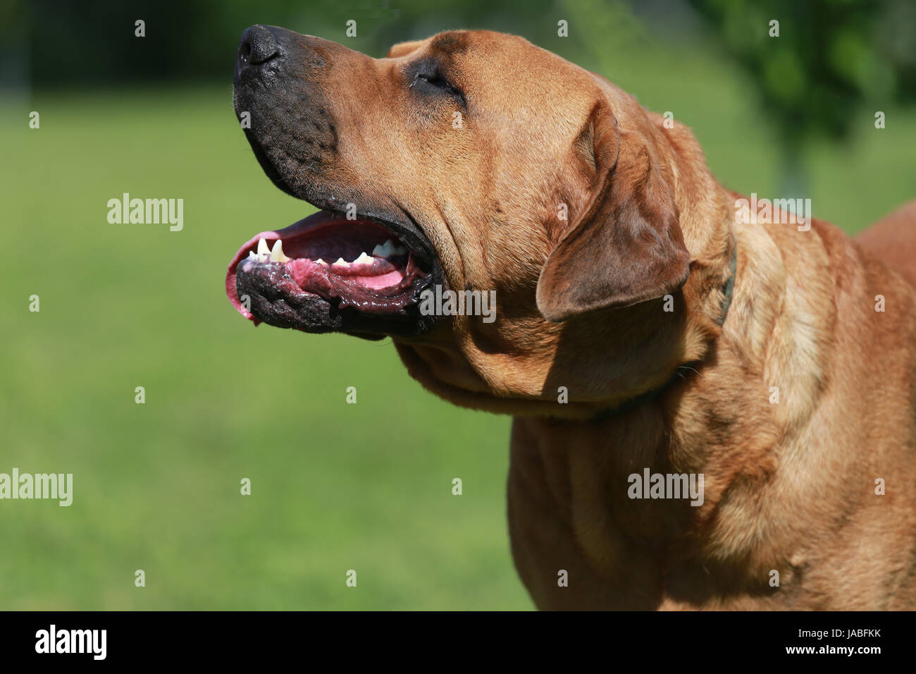 Tosa inu sheperd japanese dog portrait against green natural background ...
