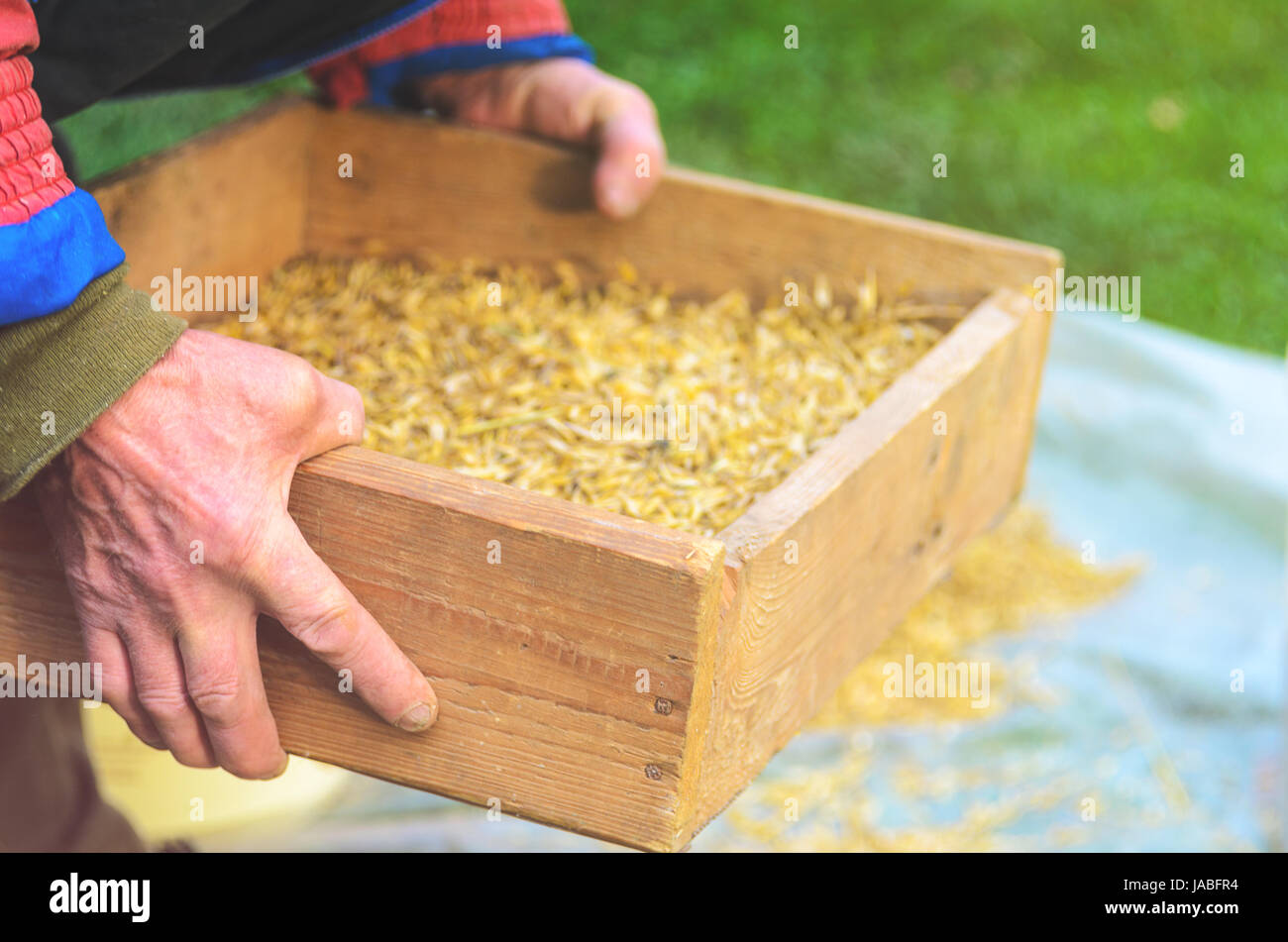 Hands of a working sieve with a grain of oats. Hands of the worker who ...