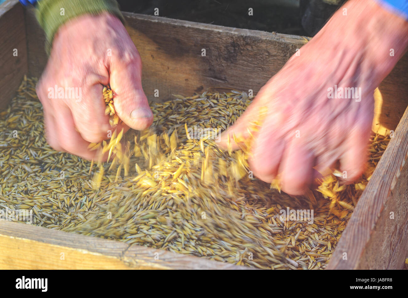 Farmer hands holding handful wheat hi-res stock photography and images ...