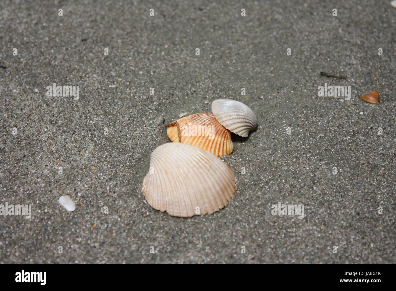 Sea shells from beach hi-res stock photography and images - Alamy
