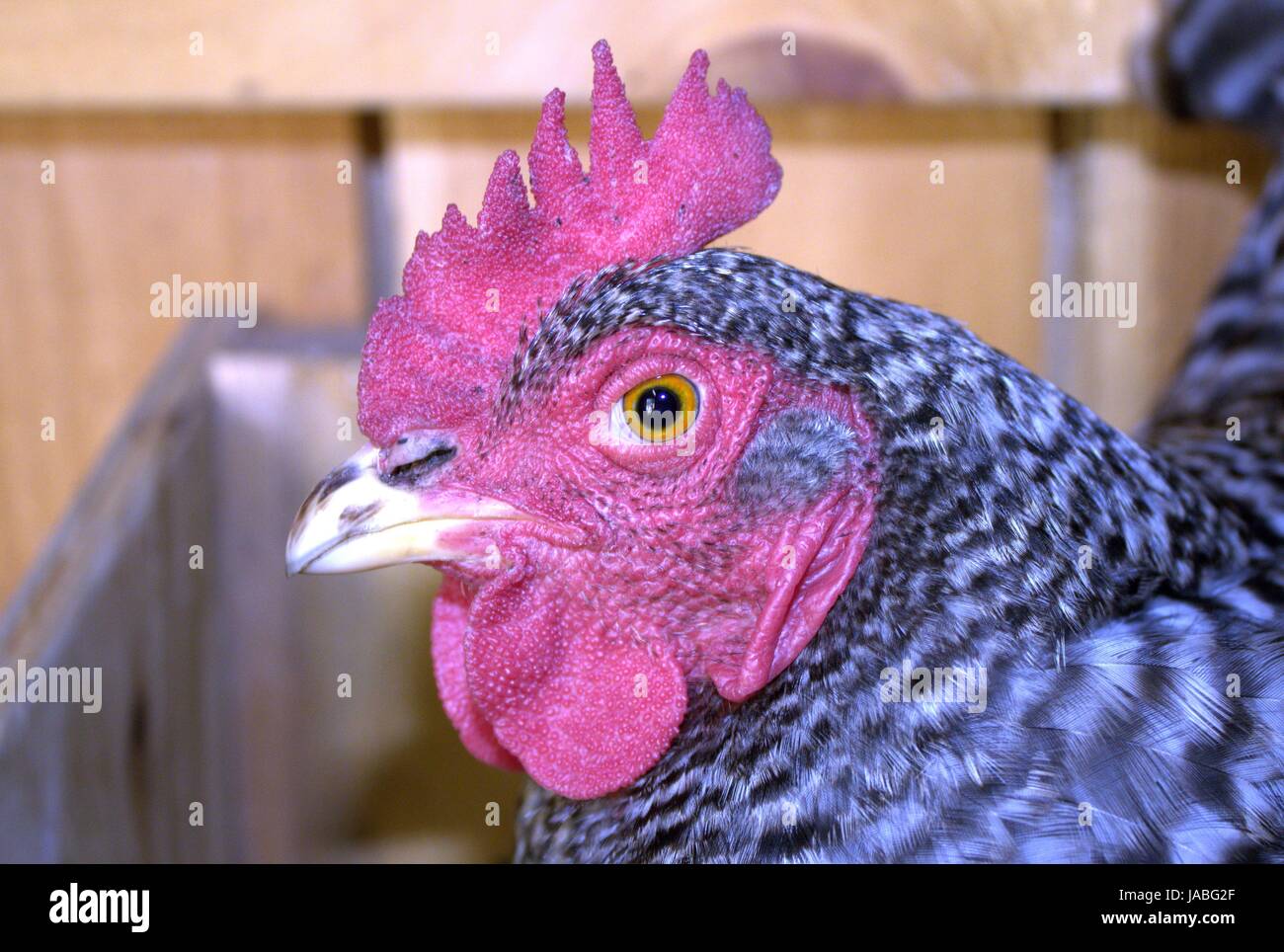 Barred rock hen hi-res stock photography and images - Alamy